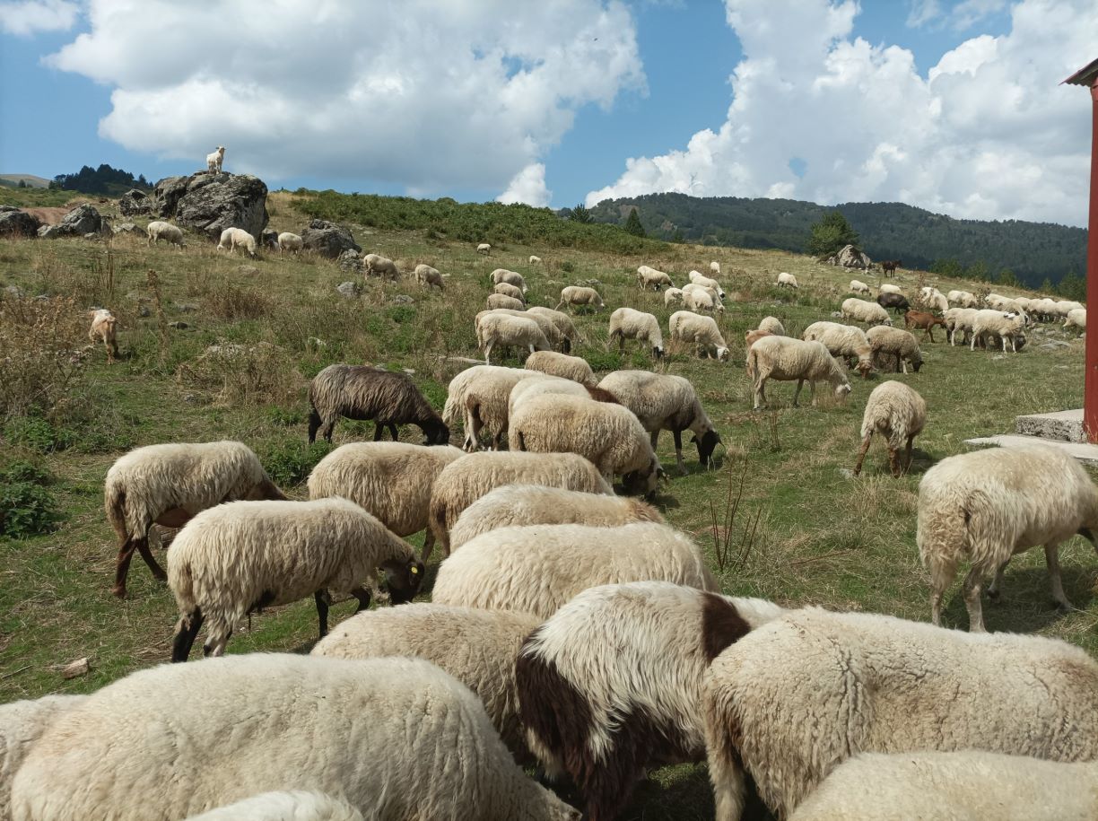 Σε κατάσταση συναγερμού 12 περιοχές της Ελλάδας λόγω ευλογιάς των ...